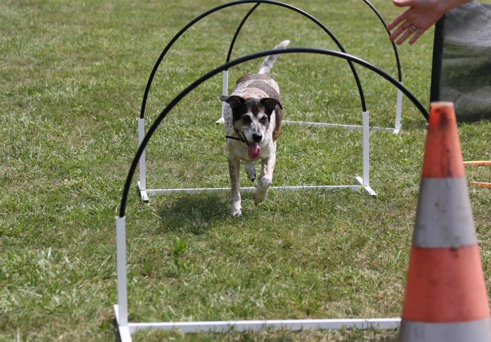 hop 2 - Dog Cooperation